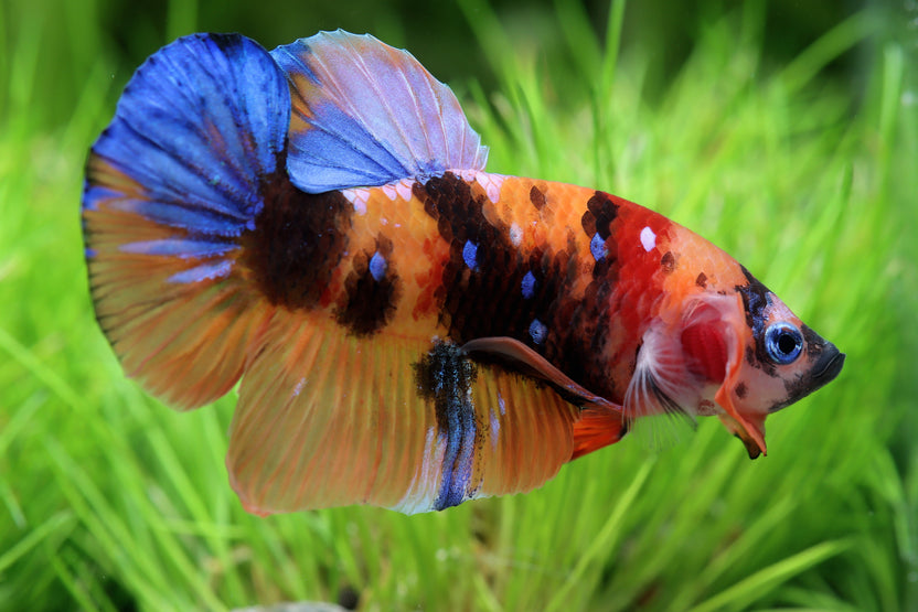 Male Betta In Stock | Cuboid Aquatics LLC