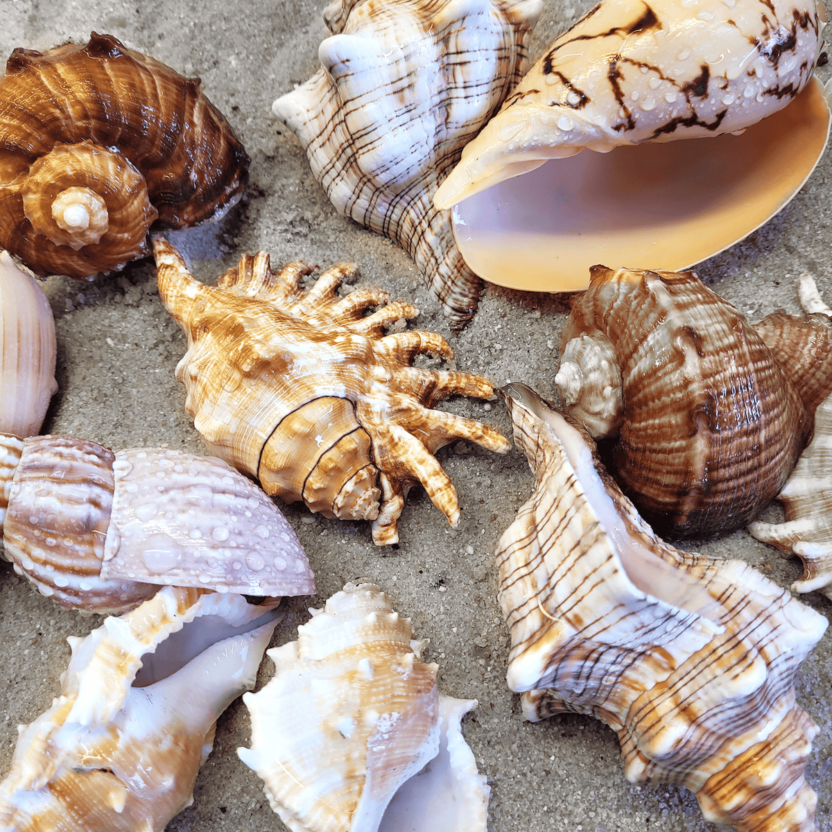 WIO Shelters – Cuboid Aquatics LLC