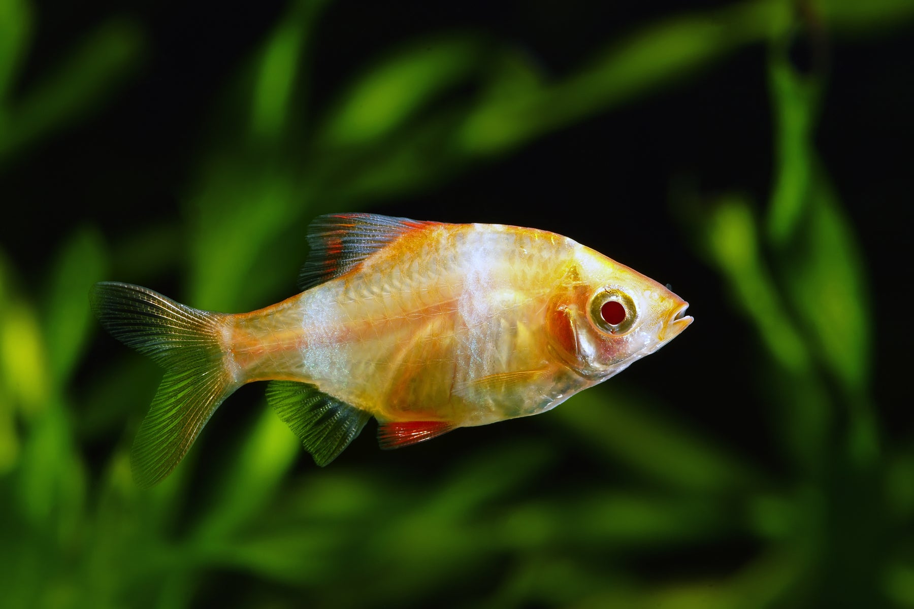 Albino Tiger Barb – Cuboid Aquatics LLC