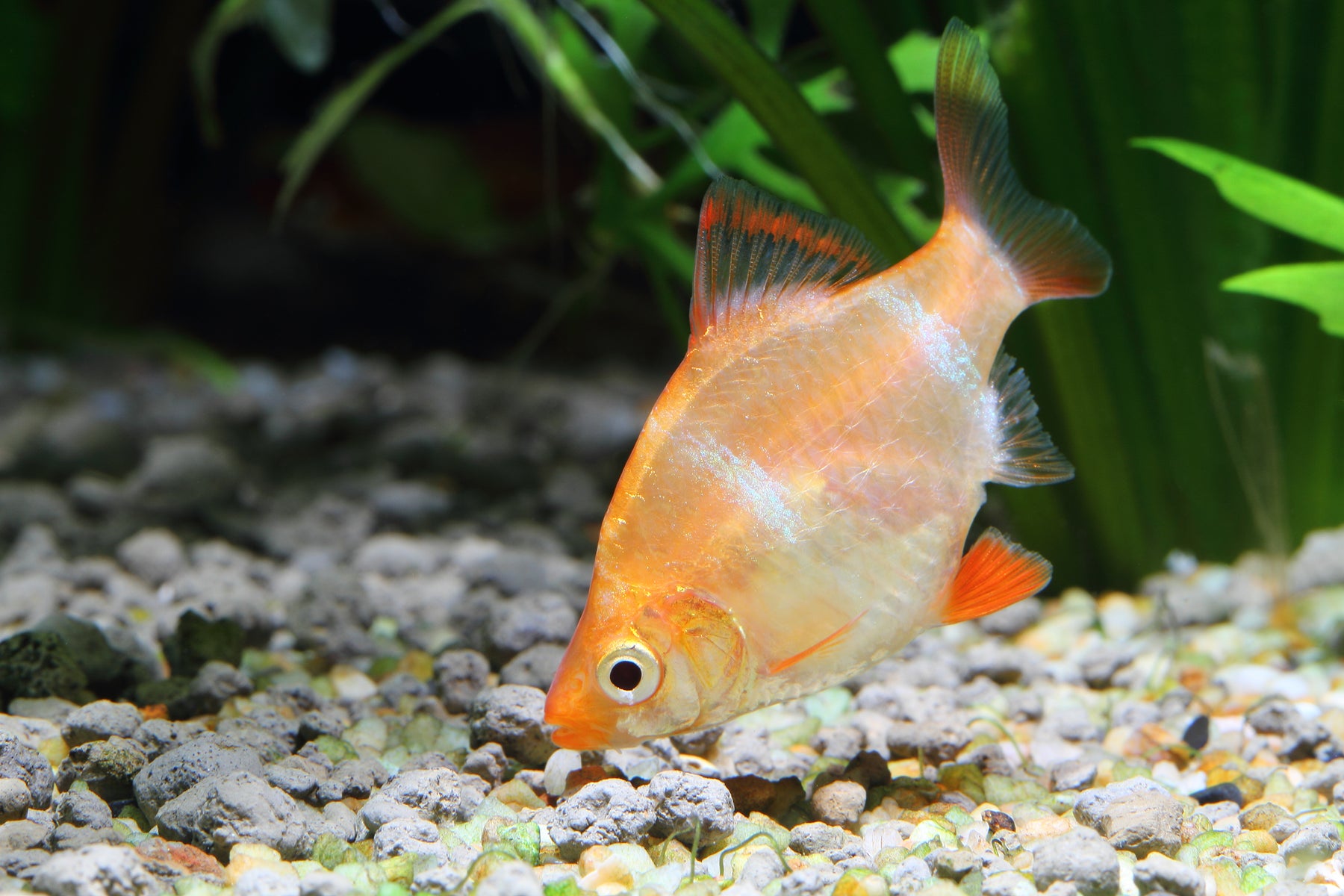 Albino Tiger Barb – Cuboid Aquatics LLC