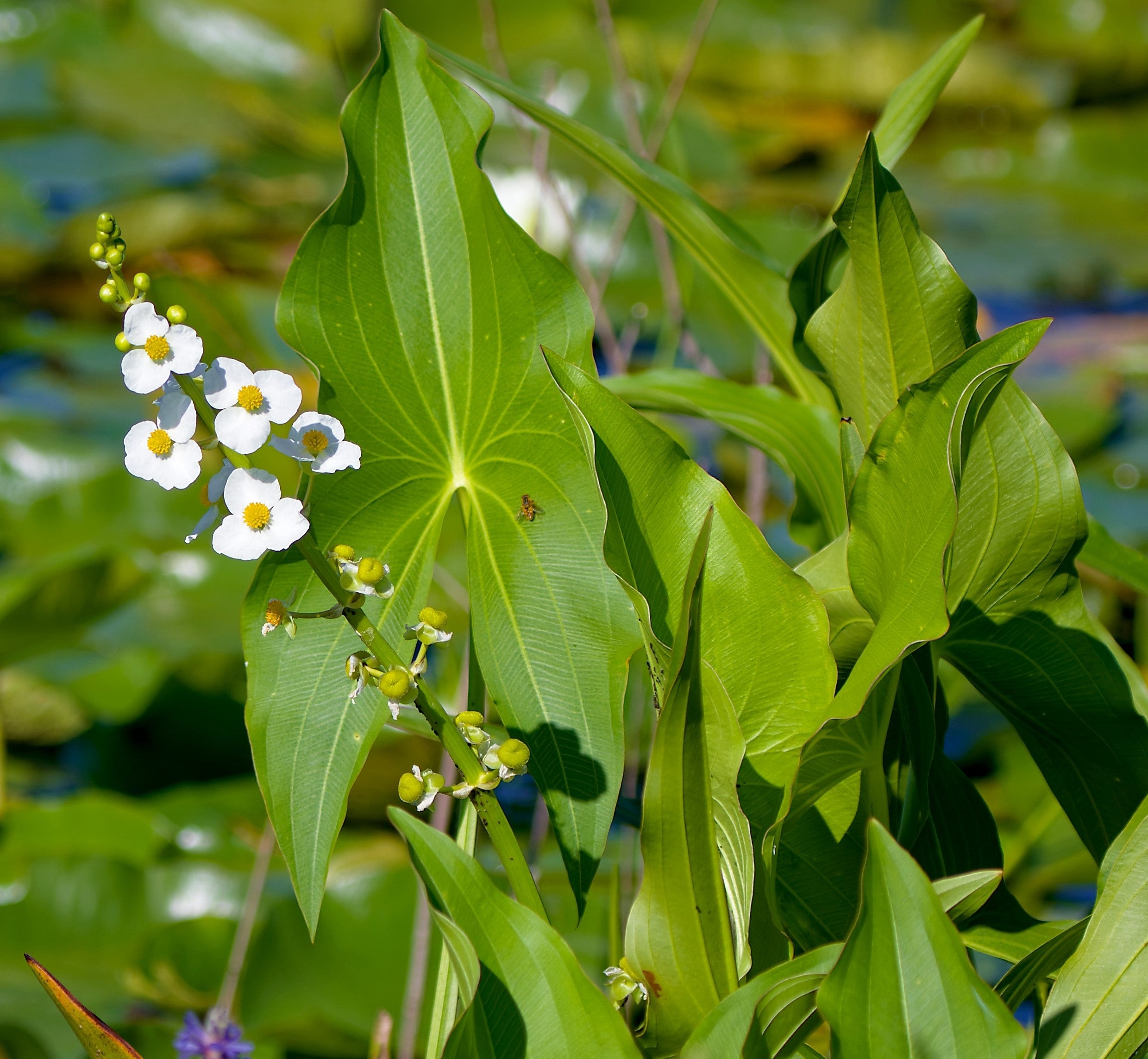 Arrowhead – Cuboid Aquatics LLC