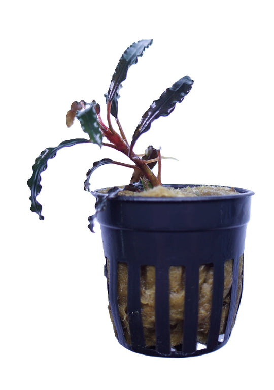 Bucephalandra Godzilla (kedagang red) – Cuboid Aquatics LLC