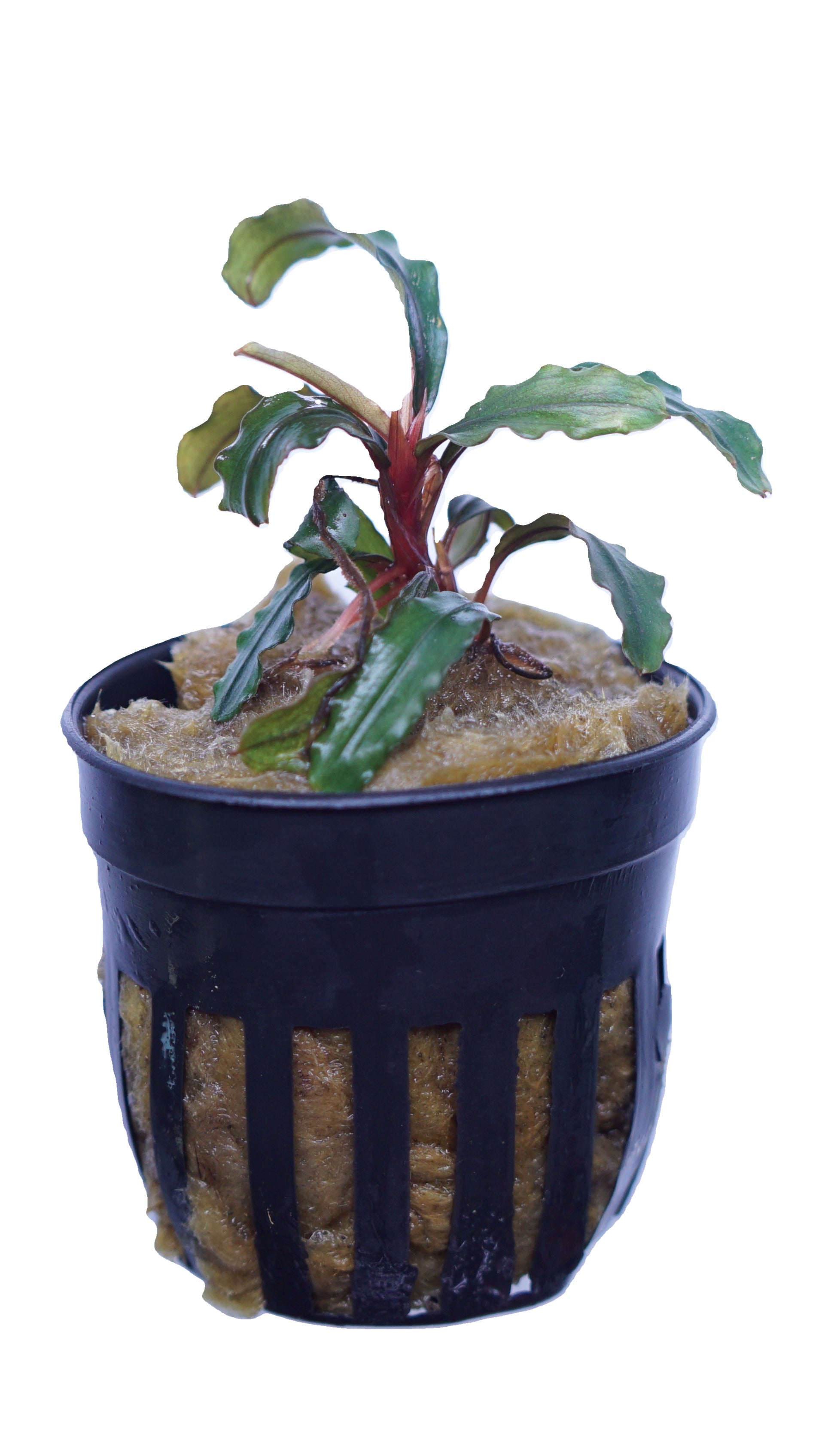 Bucephalandra Velvet – Cuboid Aquatics LLC