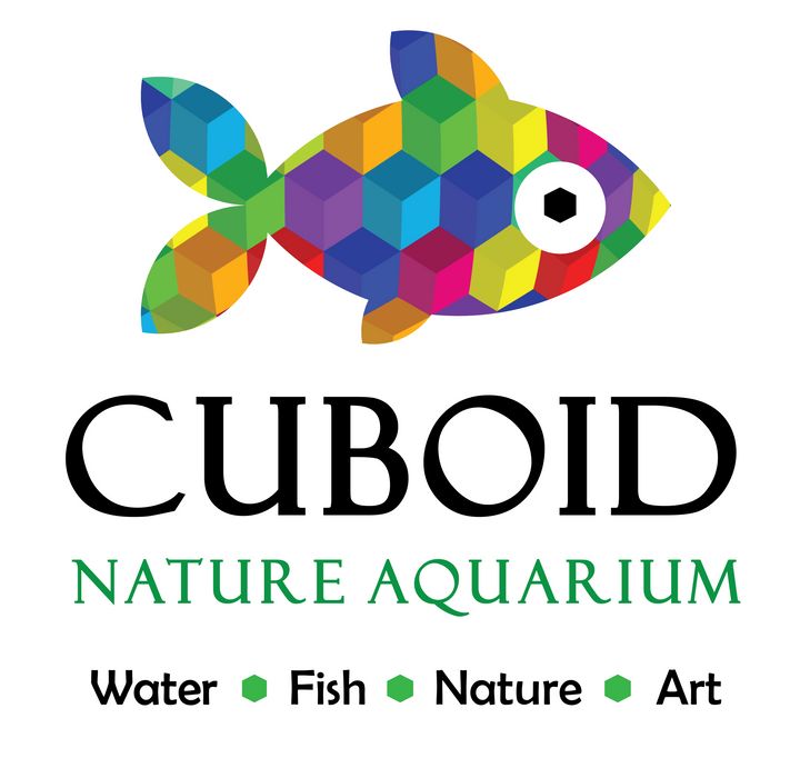 Red Fancy Plakat Male Betta – Cuboid Aquatics LLC