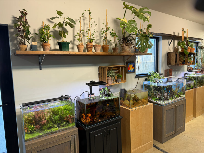 Gallery – Cuboid Aquatics LLC
