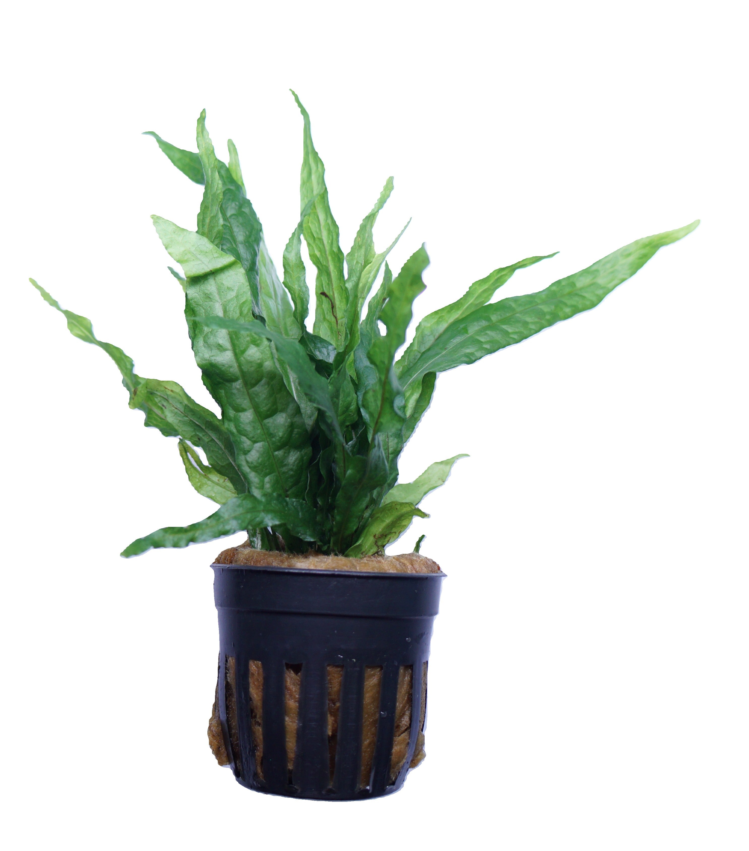 Java Fern var Soft – Cuboid Aquatics LLC