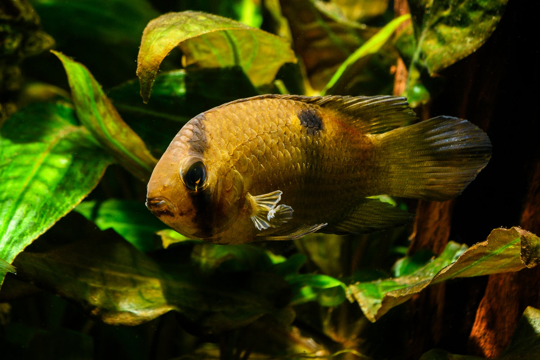 Keyhole Cichlid – Cuboid Aquatics LLC