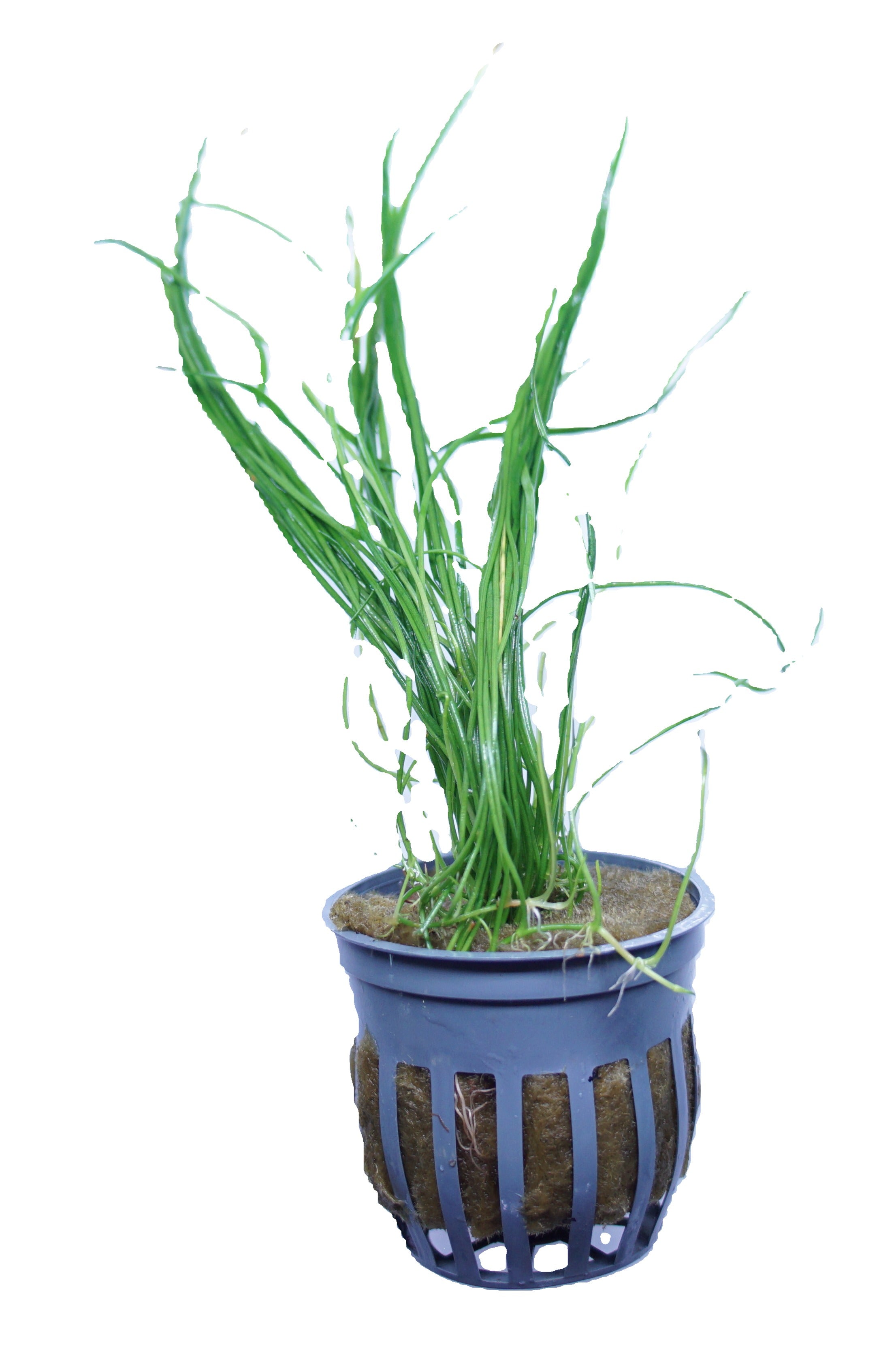 Micro Sword Narrowleaf – Cuboid Aquatics LLC