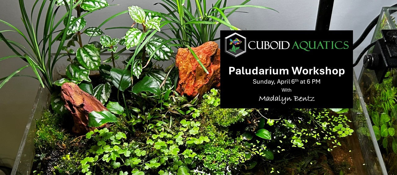Cuboid Nature Aquarium – Cuboid Aquatics LLC
