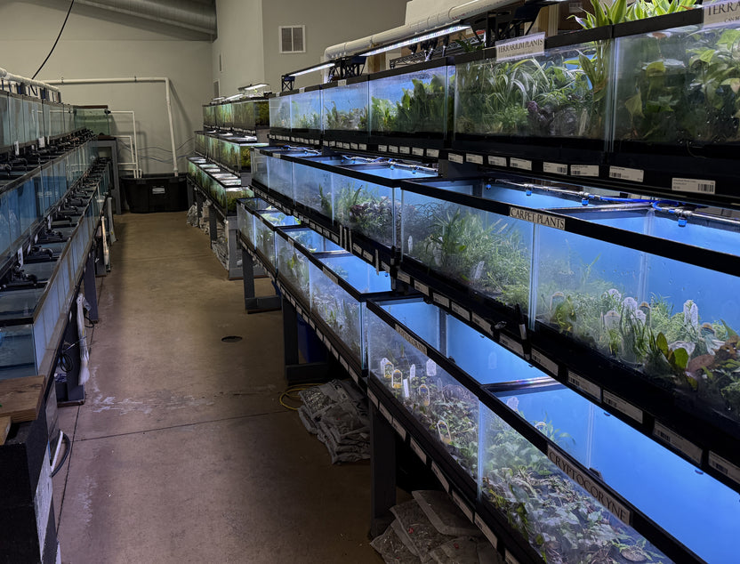 Gallery – Cuboid Aquatics LLC