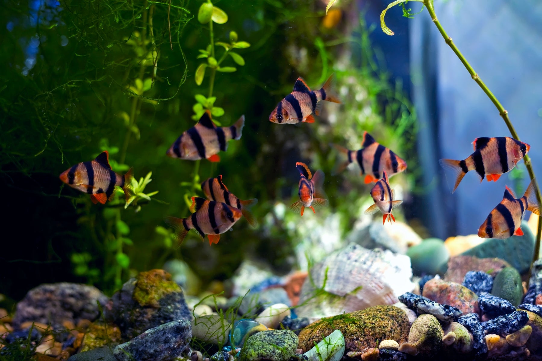 Tiger Barb – Cuboid Aquatics LLC