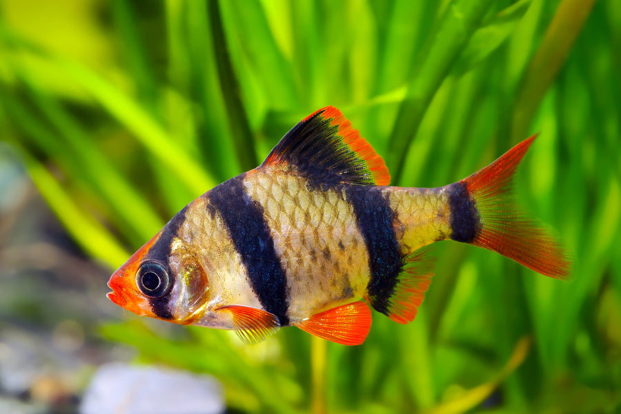 Tiger Barb – Cuboid Aquatics LLC