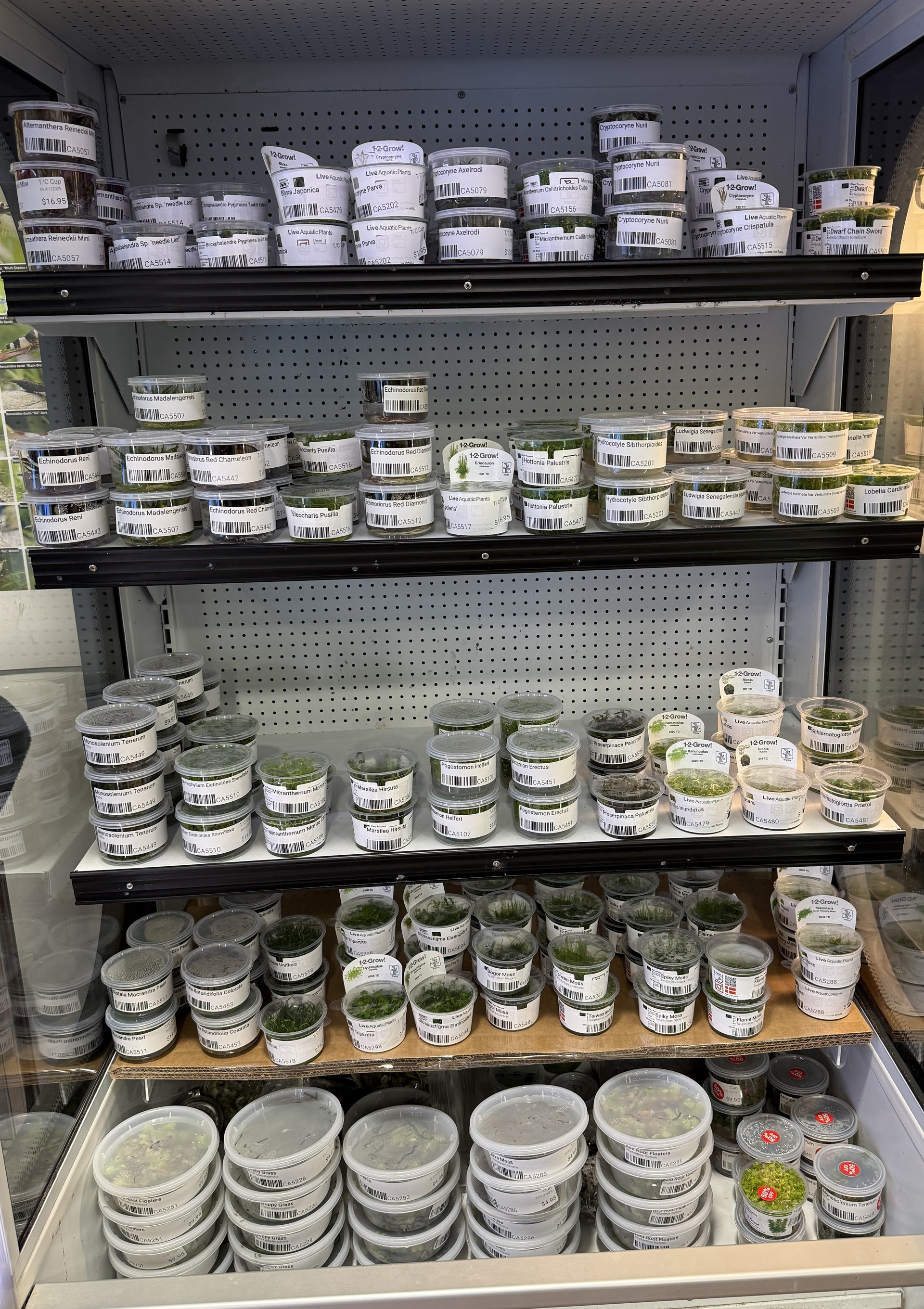 Gallery – Cuboid Aquatics LLC