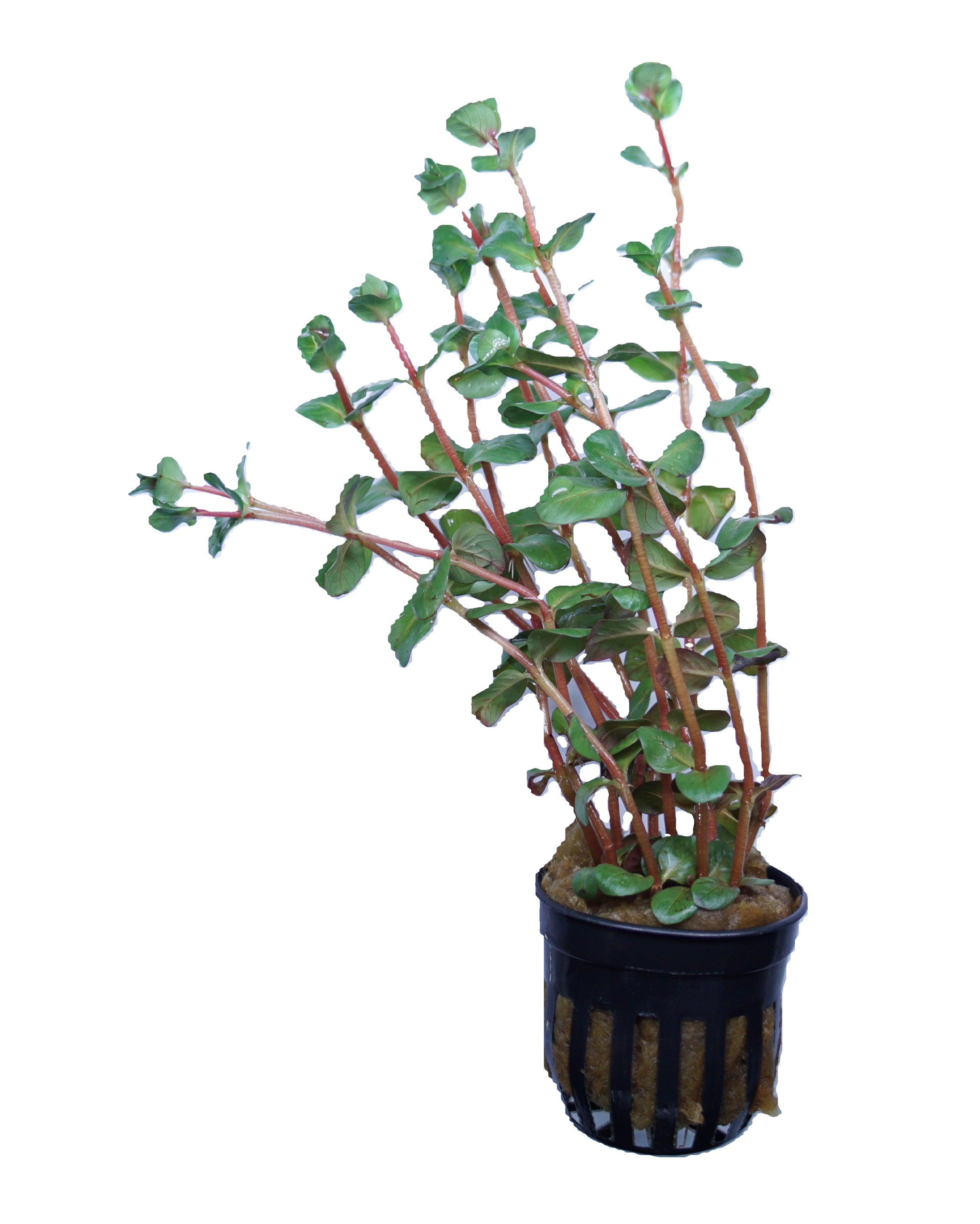 Rotala Macrandra Mini Pink – Cuboid Aquatics LLC