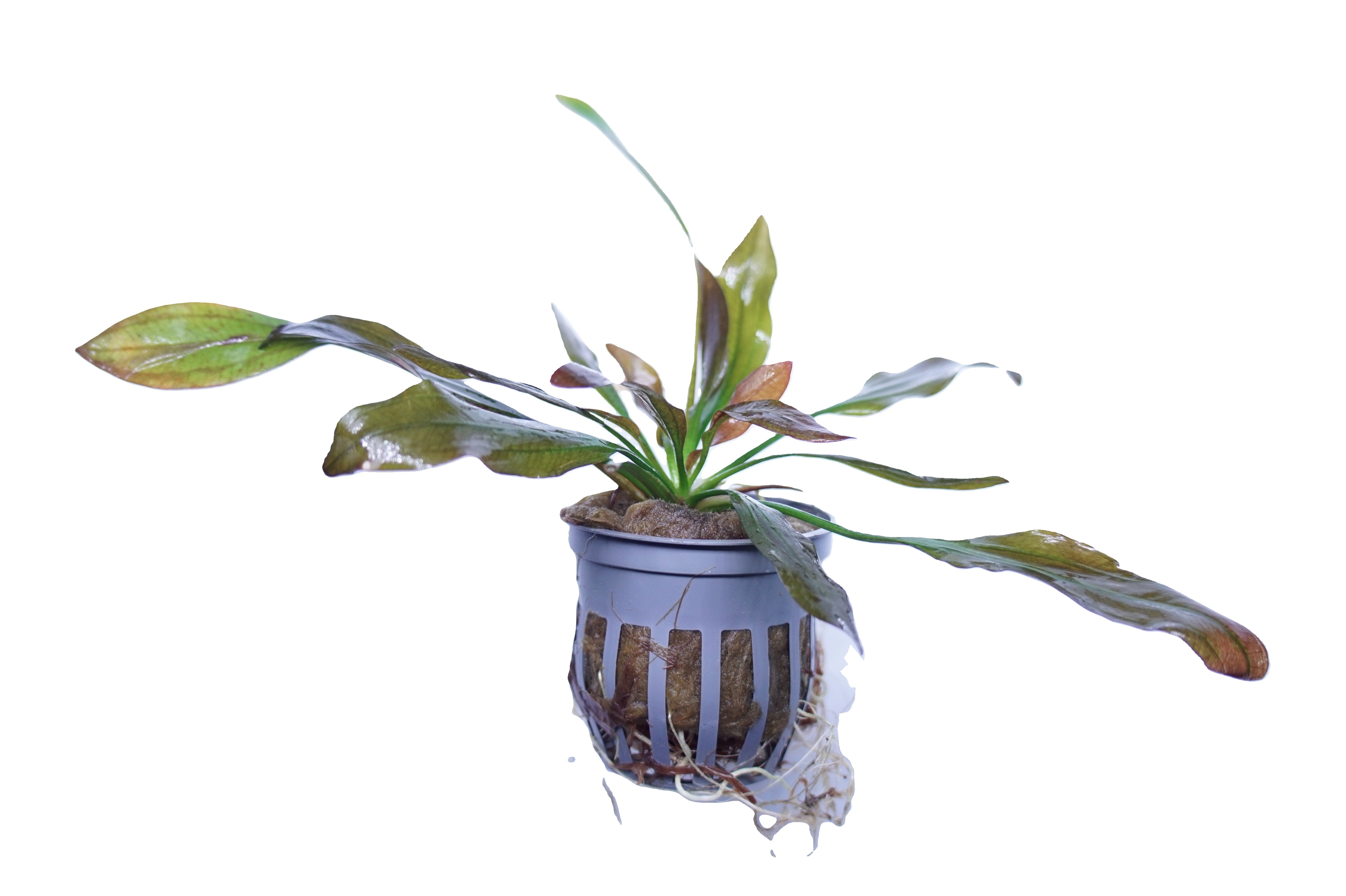 Ruby Red Melon Sword – Cuboid Aquatics LLC