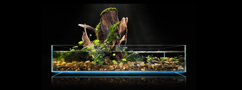 Cuboid Nature Aquarium – Cuboid Aquatics LLC