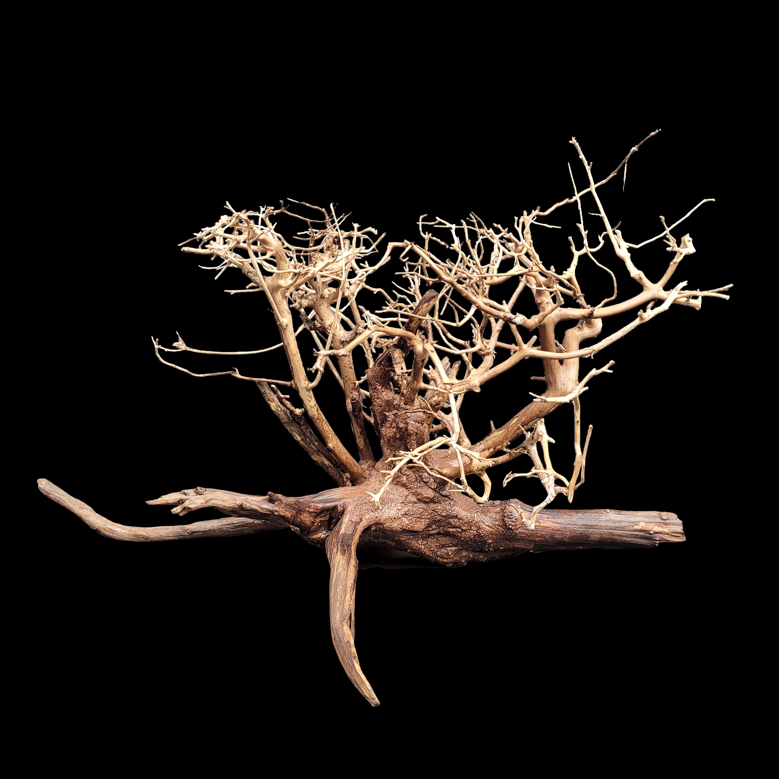 WIO Arboretum Arbustus (Bush) – Cuboid Aquatics LLC