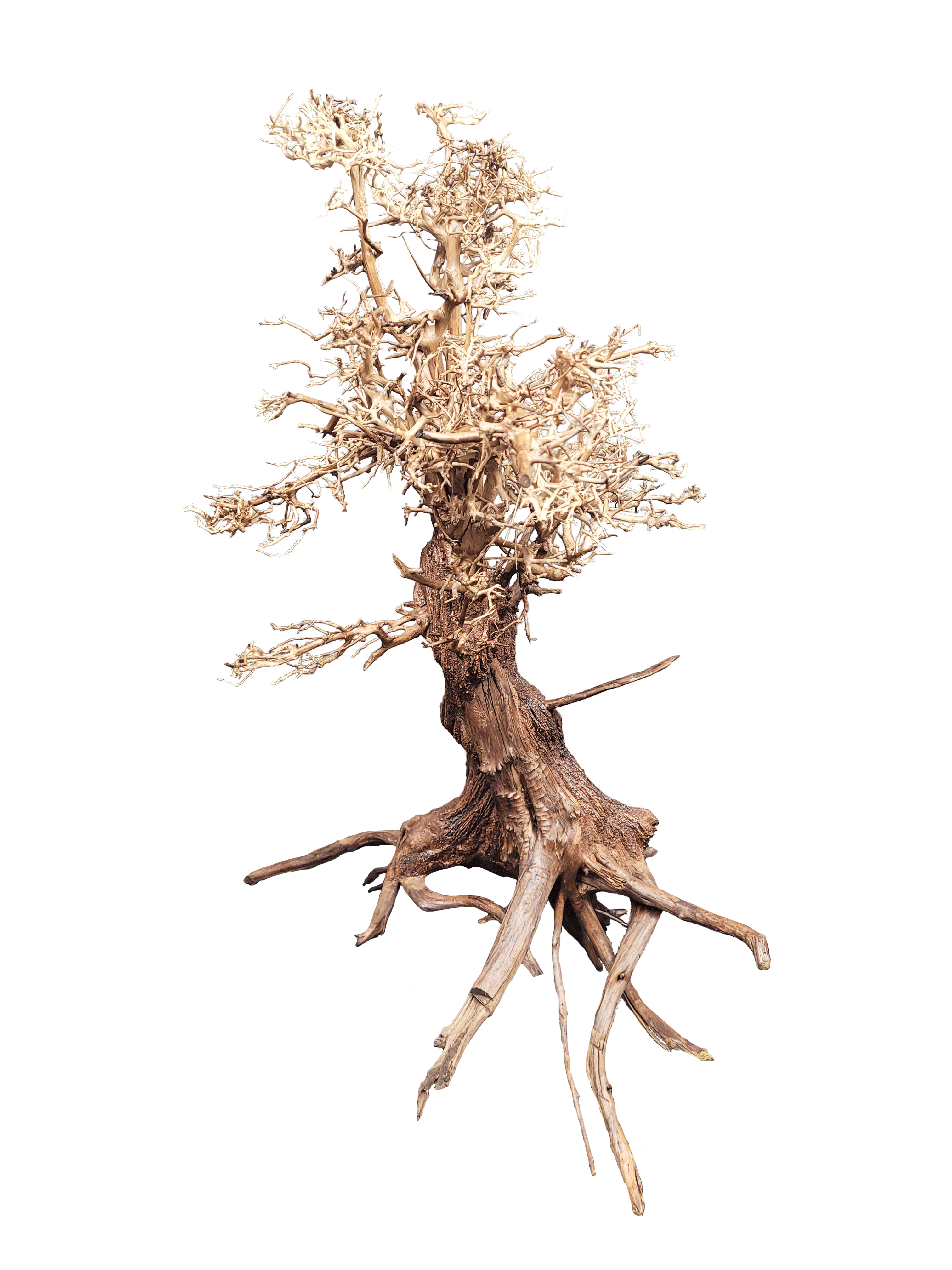 WIO Arboretum Tree – Cuboid Aquatics LLC